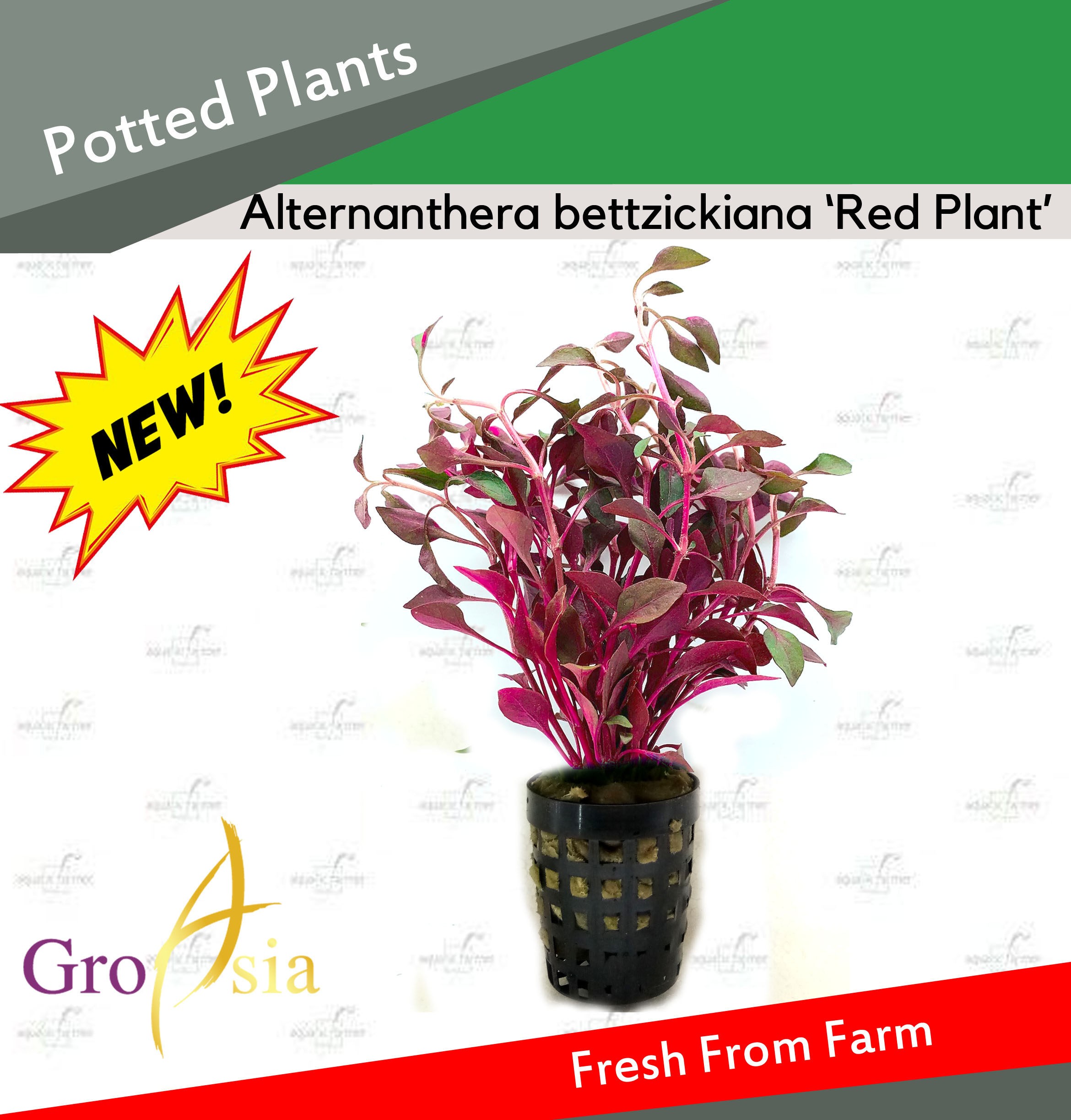 Alternanthera bettzickiana Red Plant Potted Aquatic Plant | Lazada