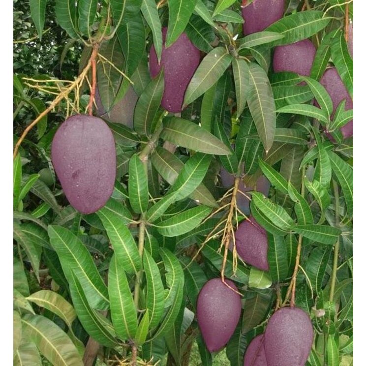 POKOK MANGGA TAIWAN UNGU HYBRID | Lazada