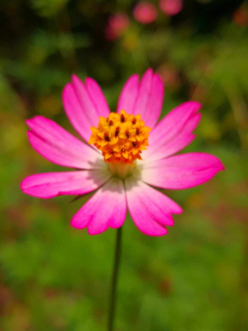 Benih Ulam Raja/ Cosmos Caudatus Seeds / King's Salad (30 biji) | Lazada