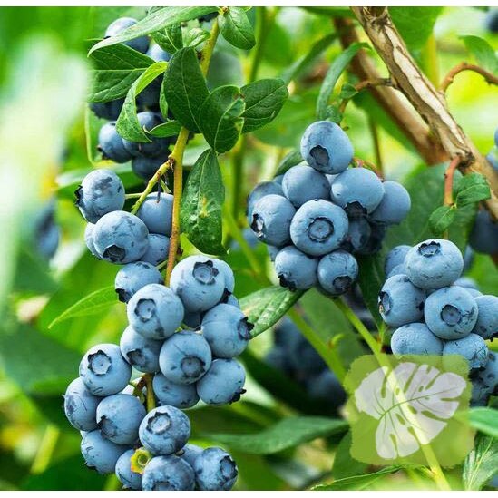 Tropical Blueberry Plant/ 热带蓝莓树/ Pokok Beri Biru IOB | Lazada