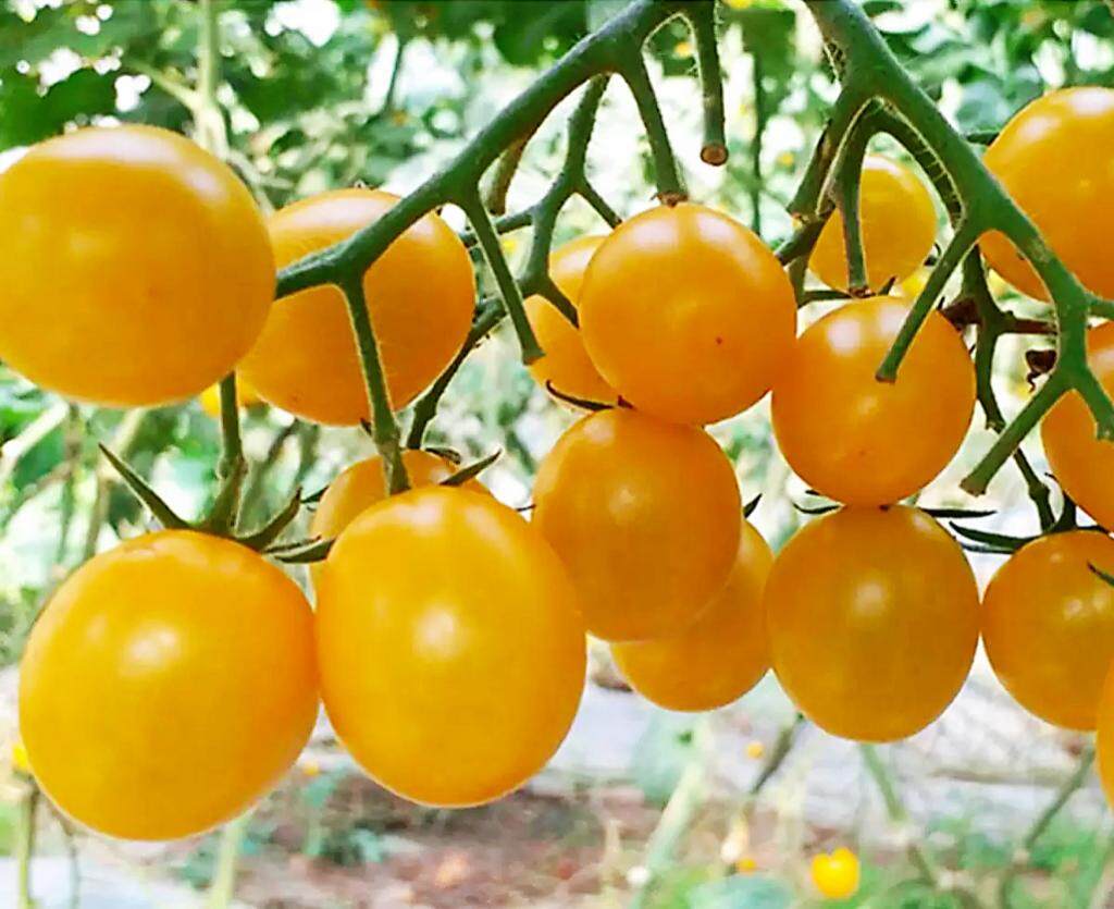 Biji Bernih Tomato Ceri Kuning ( 25 Seeds )/黄色圣女果种子/Yellow Cherry ...