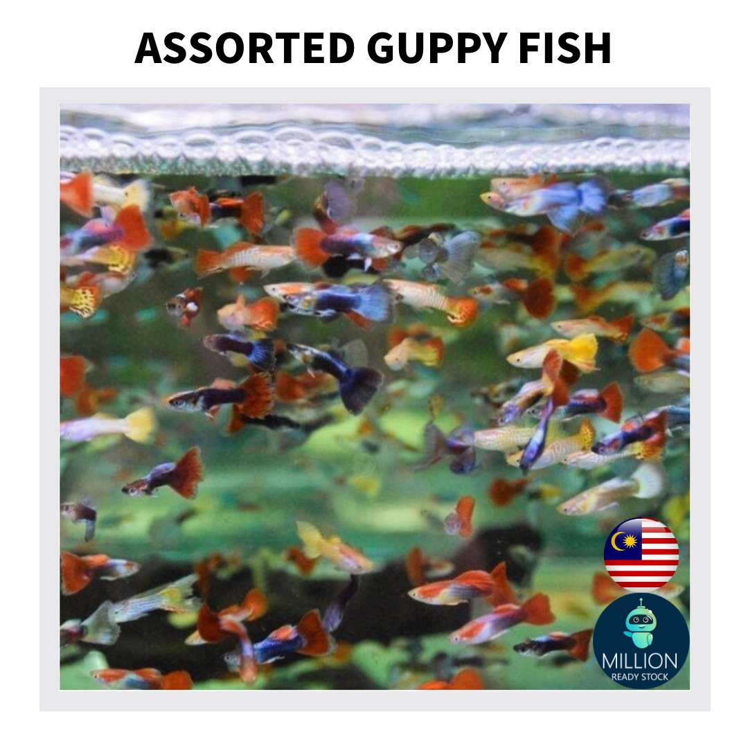 Mix Colourful Guppy Fish x10 Ekor (free x1 pair) Ready Stock By Million ...