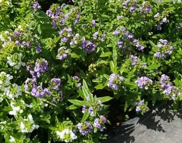 MDC- Light purple Angelonia live plant / Anak pokok Bunga angelonia ...