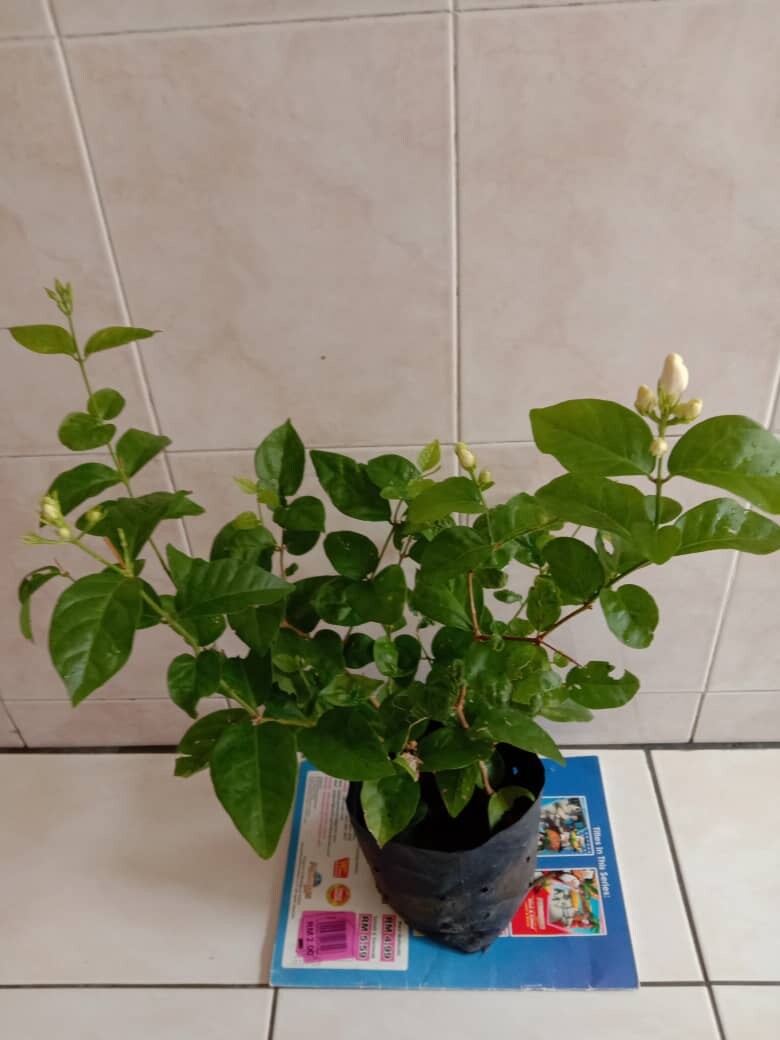 Jasmine Flower Sapling / Anak Pokok Bunga Melur / Malligai Poo (LIVE ...