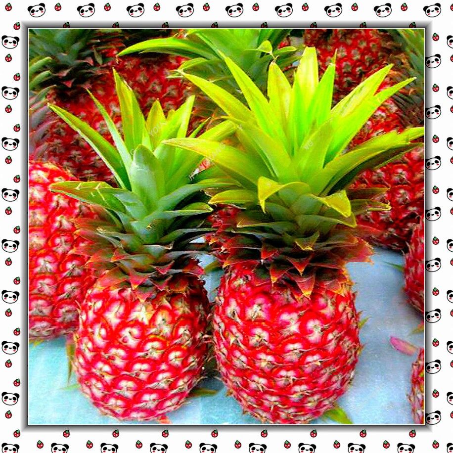 50 Seeds (buy 2 get 1 free) Bag Pineapple Dwarf Pineapple Plantas Tree ...