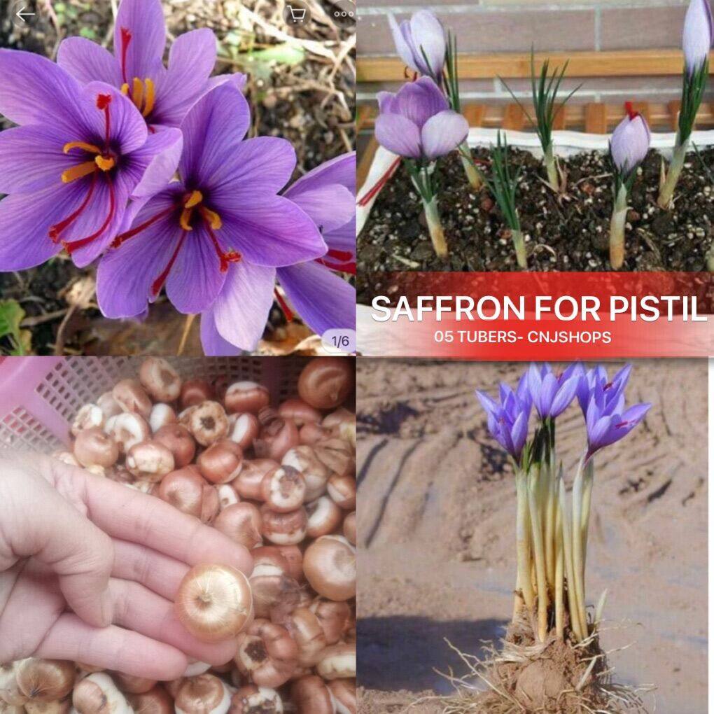 REAL SAFFRON TAKE PISTIL TUBERS Buy 1 Get 1 Free 50 Seeds (Non-Plant ...
