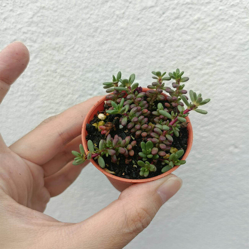 🎍Momo Succulent 多肉🎍 Succulent Portulaca Gilliesii Purple Rice 紫米 多肉 ...