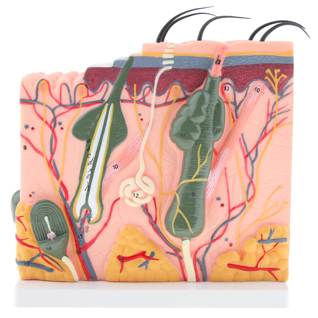Moon Riverr HUMAN SKIN BLOCK with HAIR ANATOMY MODELS MAGNIFY ...