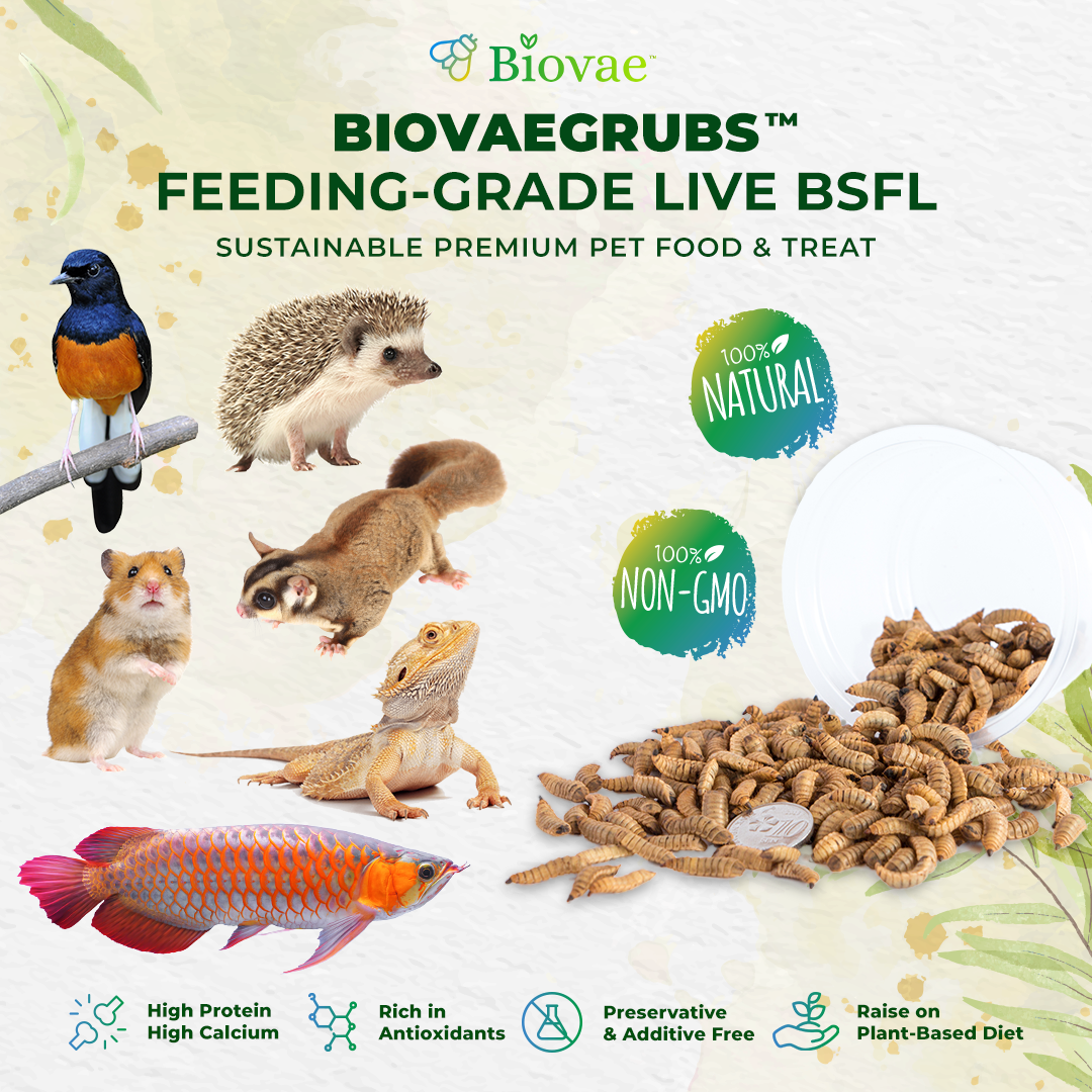 [Ready Stock] 100g Live Black Soldier Fly Larvae (BSFL) | Premium Pet ...