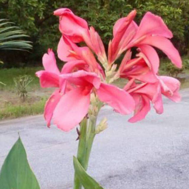 [READY STOCK]Pokok HidupTanaman Hias Bunga Tasbih atau Canna Lily merah ...