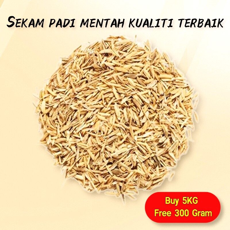 1KG SEKAM PADI MENTAH / RICE HUSK BERKUALITI TINGGI | Lazada