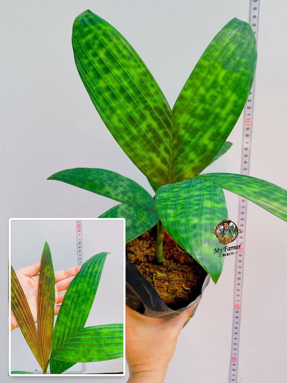 Pinanga Crassipes🌿 山槟榔🌿Ready Stock | Lazada