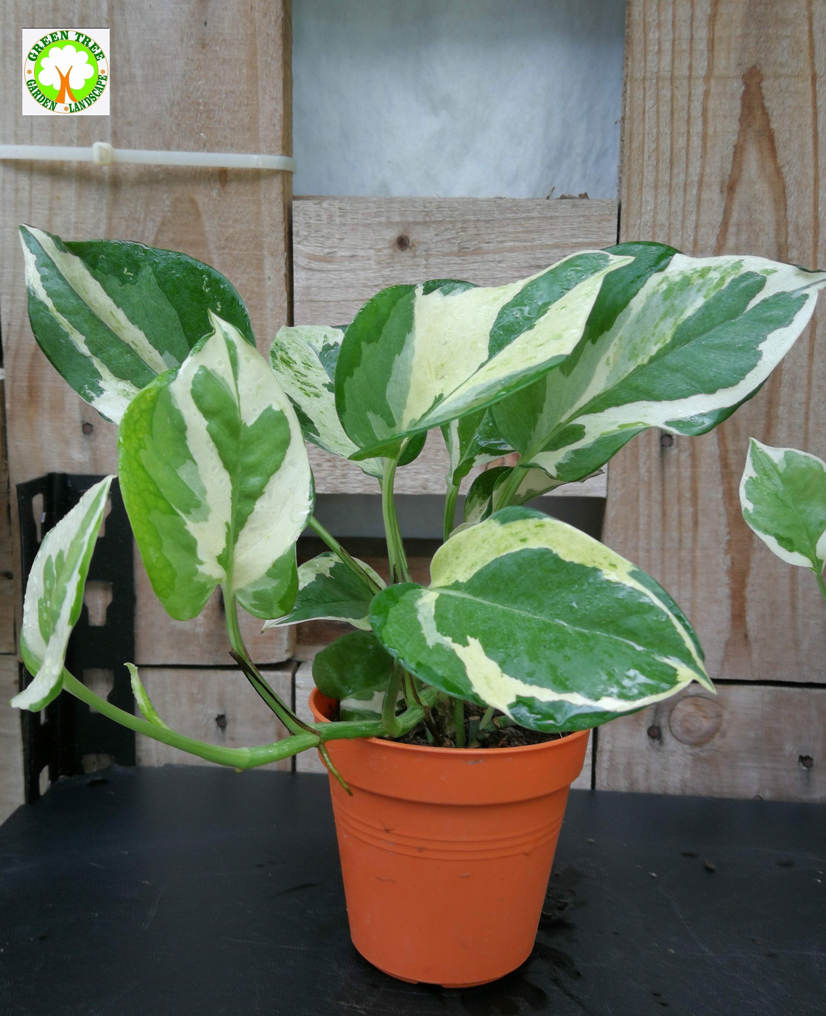INDOOR PLANT - Money Plant - Epipremnum aureum Pearls and Jade 白金葛 for ...