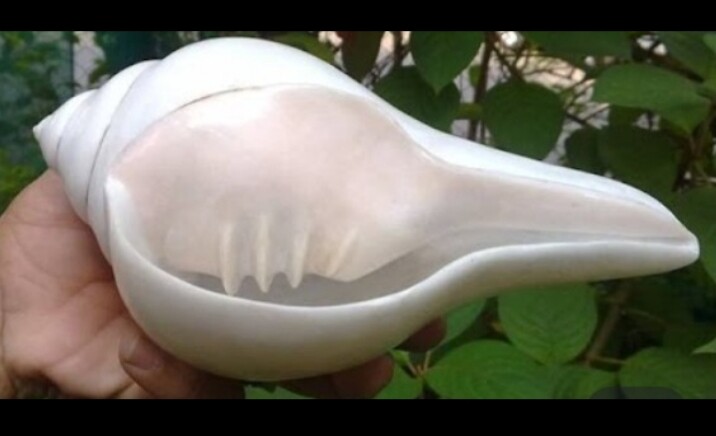 READY STOCK_VALAMPURI SANGU SMALL SIZE BLOWING SHELL /DAKSHINAVARTI ...