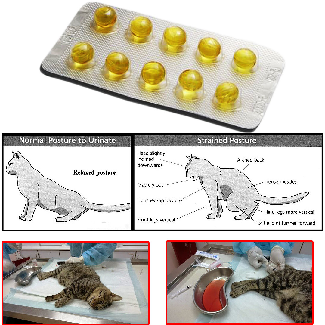 Ubat Batu Karang Kuching / Urine Stone Tablet (10tabtlet) | Lazada
