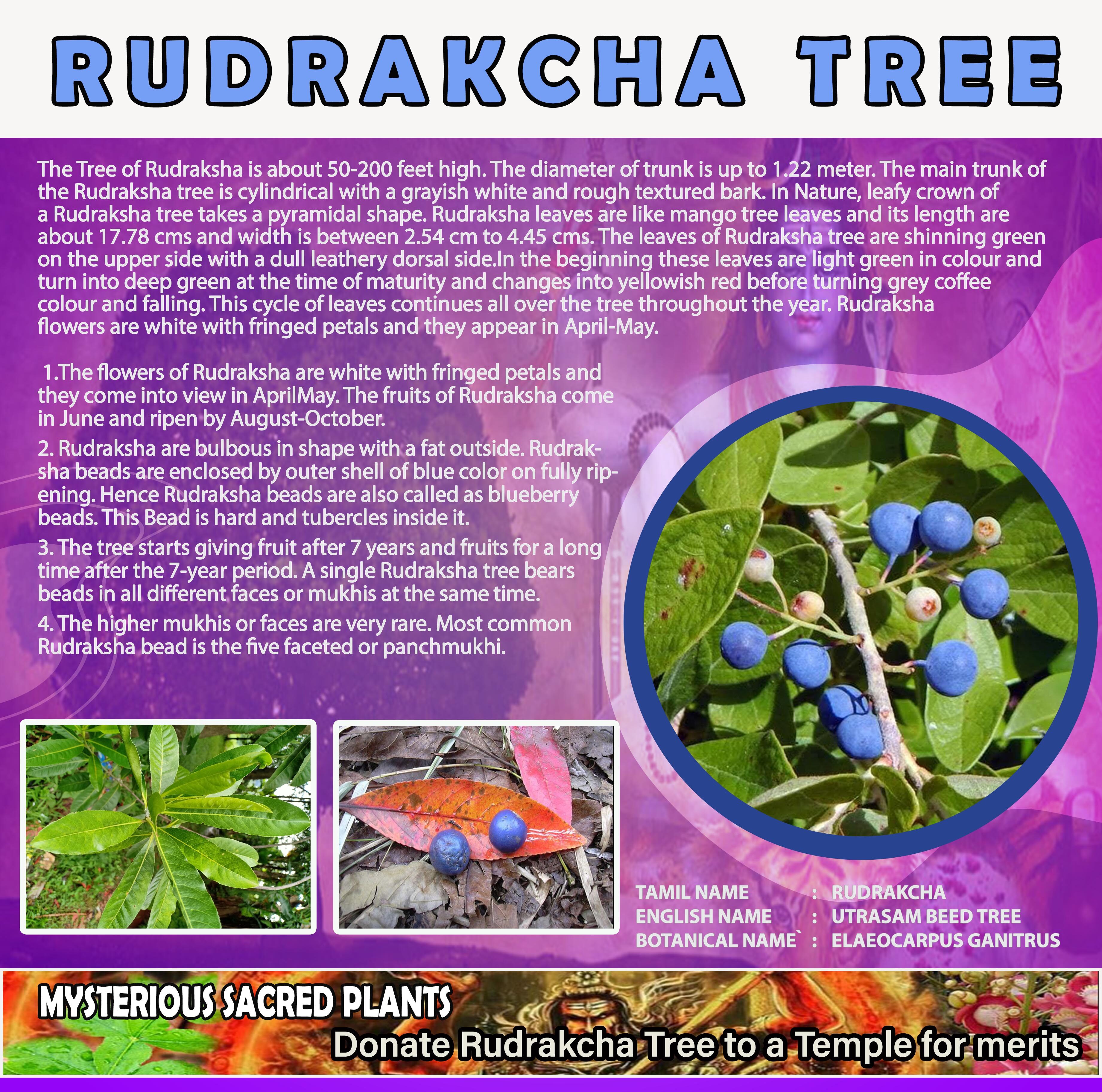 LIVE PLANT - RUDRAKSHA PLANT TEAR OF LORD SHIVA VERY HIGH POWER ...