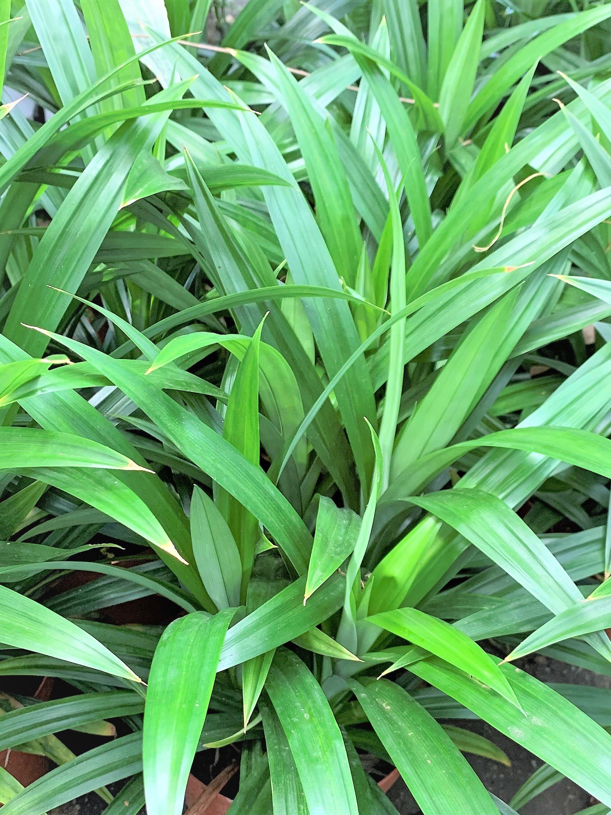 Pandan Leaves Sapling / Anak Pokok Pandan / Pandan Plant (Live Plant ...