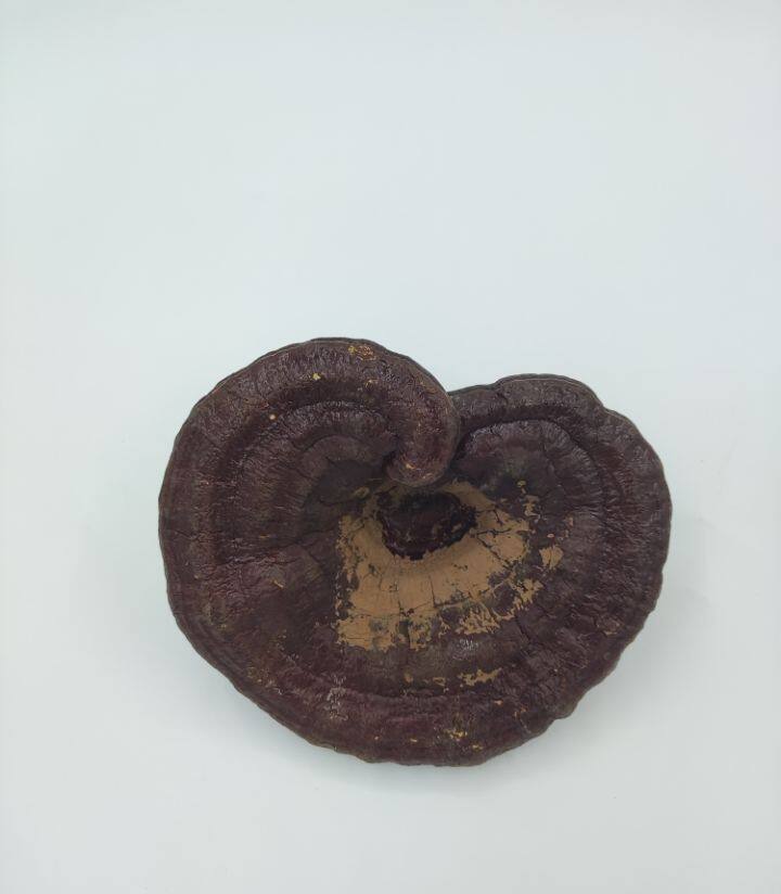 PREMIUM RAW Red Lingzhi Mushroom Red Ganoderma 100% PURE (FARM) | Lazada