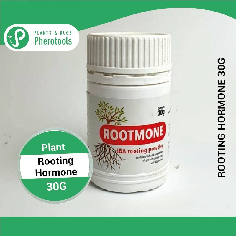 Pherotools Rooting Powder 30g (IBA Rooting Hormone For Rooting Plants ...