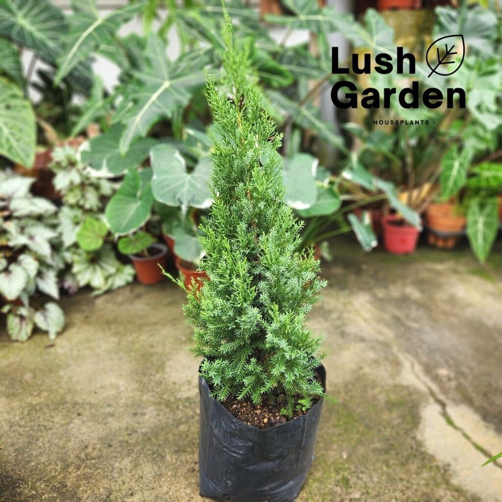 (Large Size) 2ft Christmas Pine Tree 圣诞树 Outdoor Live Plant Pokok ...