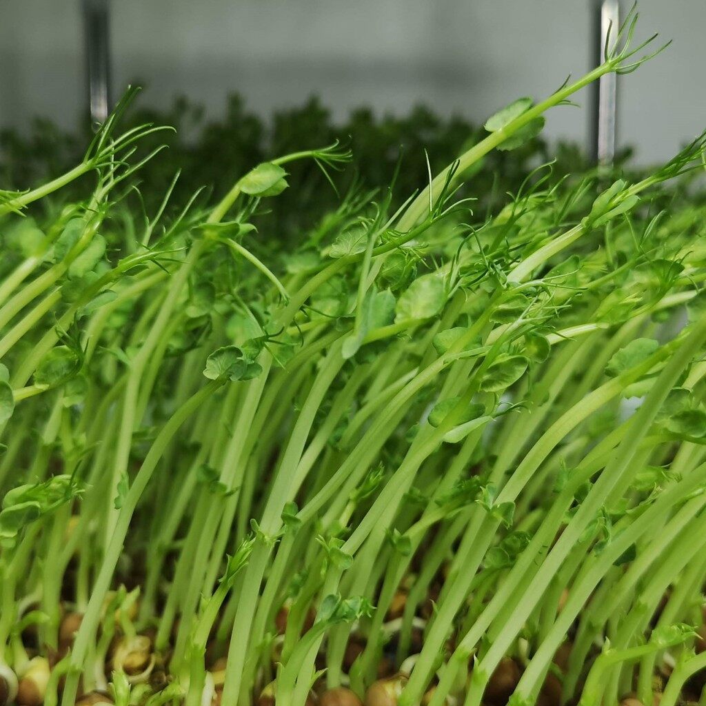 Dun Pea Seed | Pea Shoot Seed | Pea Sprout Seed | Microgreen |【彩豌豆 ...