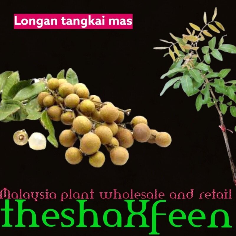 Pokok longan tangkai mas theshaxfeen | Lazada