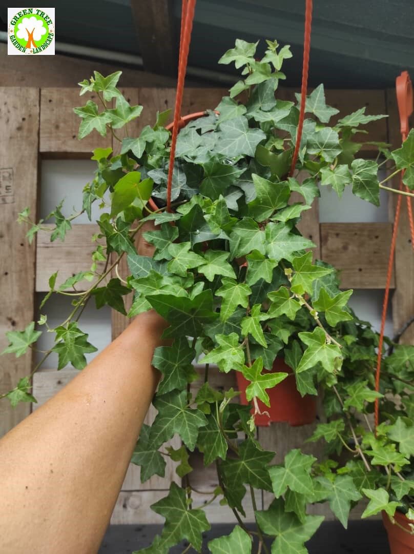 INDOOR PLANT - Algerian english ivy (Hedera algeriensis or Hedera ...