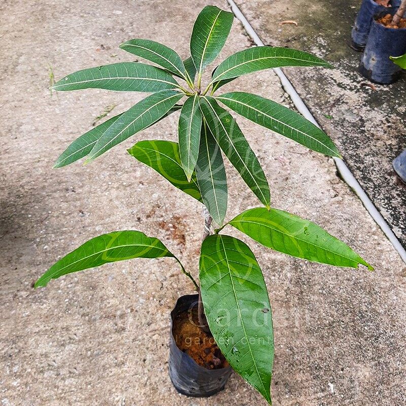 LOVE GARDEN - Anak Pokok Mangga Epal | Mango Apple | Lazada