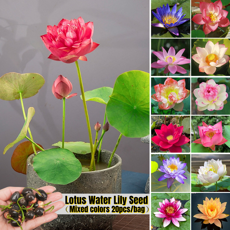 Biji Teratai Jepun Lotus Water Lily Seed (20pcs/bag) Lotus Seed Bonsai ...
