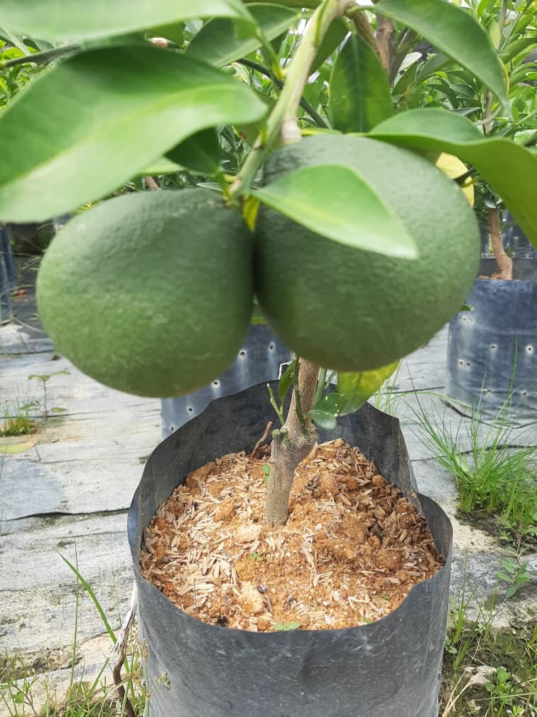 Oren Limau Bali Sunquick Real Living Plant In Polybag Pokok Hidup Limau ...