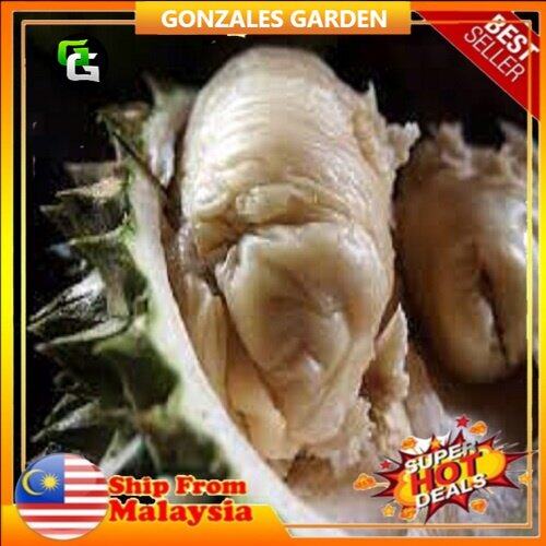 Anak Pokok Durian Capri Kapri Balik Pulau Limited Edition | Lazada