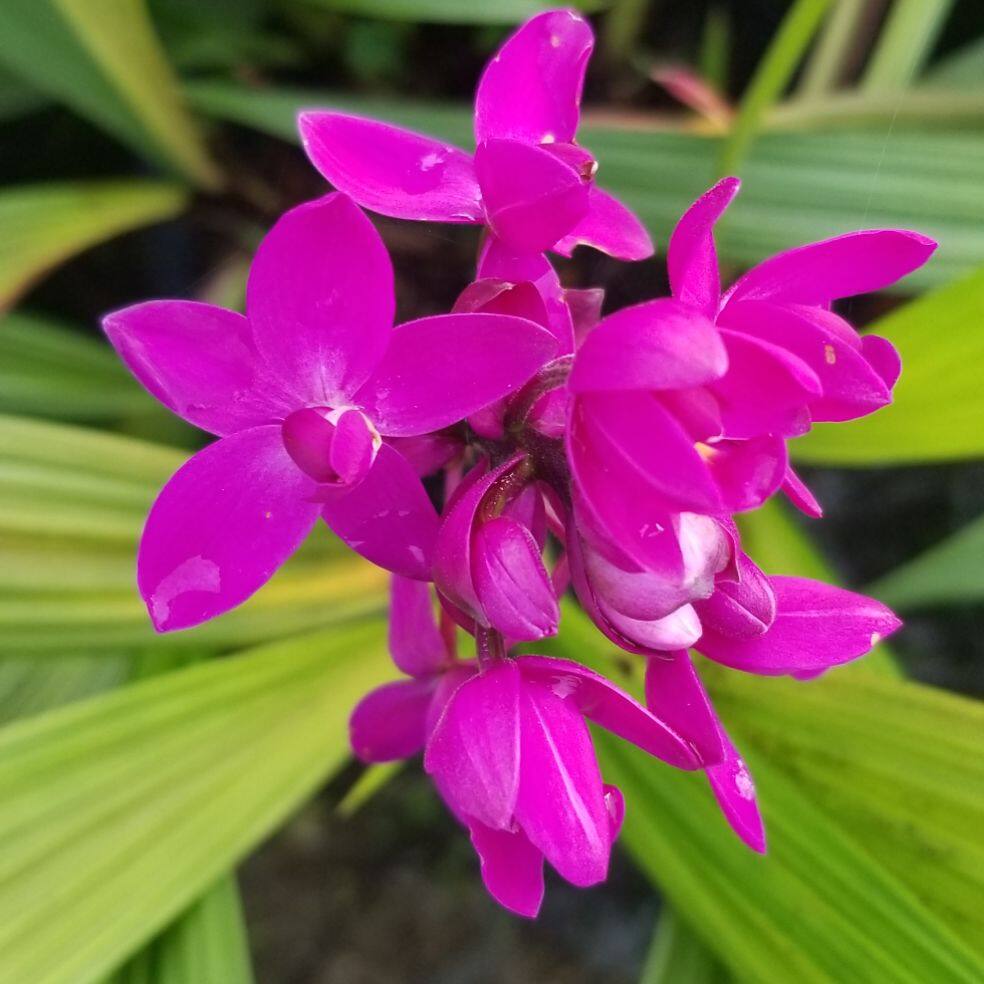 MM- Ground orchid plant - deep purple/ anak pokok orkid pinang ungu ...