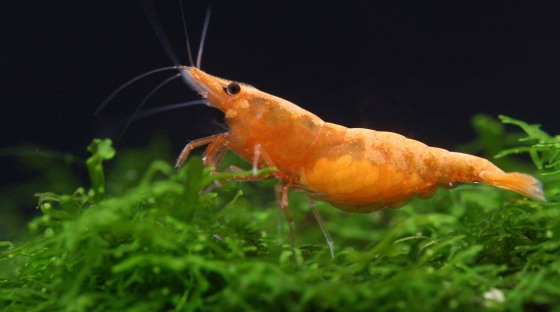 Orange Pumpkin Neocaridina Shrimp by CSL | Lazada