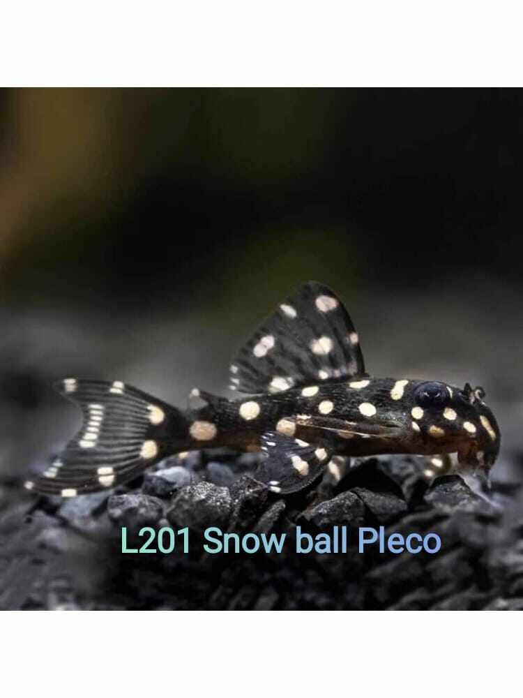 [Long Jin Aquatic] L201-Snowball Pleco (Hypancistrus sp.) 皇后小雪球异形/ 3cm ...