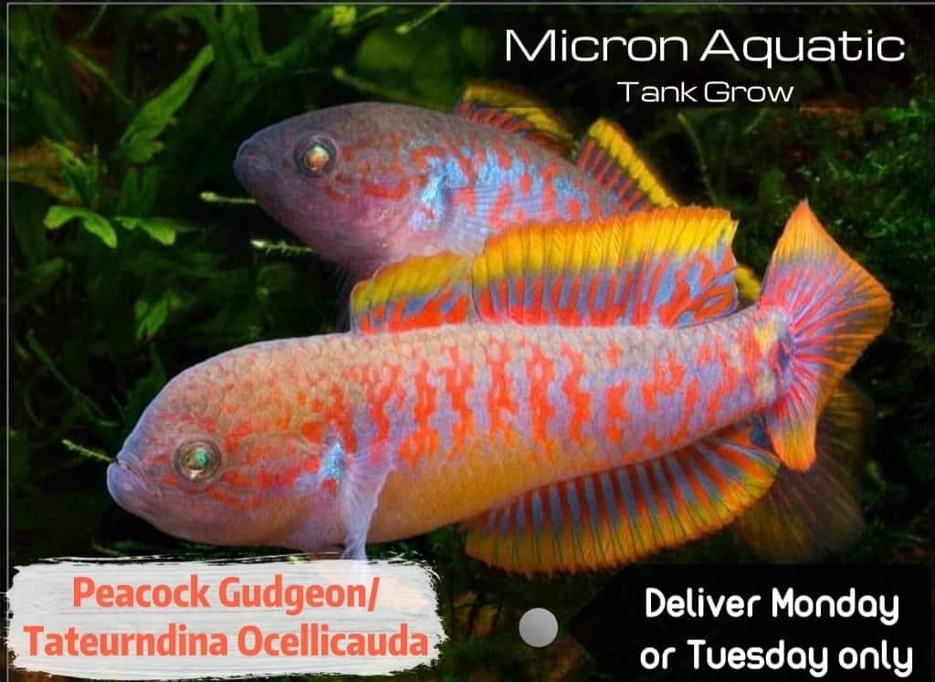 [DOA]Peacock Gudgeon/ Tateurndina Ocellicauda/ 七彩塘鱧 | Lazada