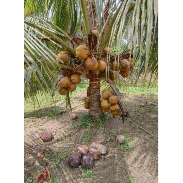 Benih Kelapa SGG Anak Pokok Kelapa SGG☟ | Lazada