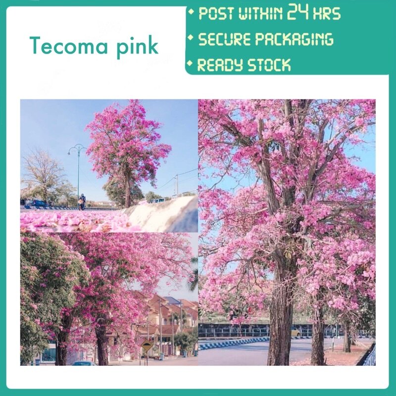 PBN - tecoma pink - pokok bunga nursery trumpet bushes tabebuia rosea ...