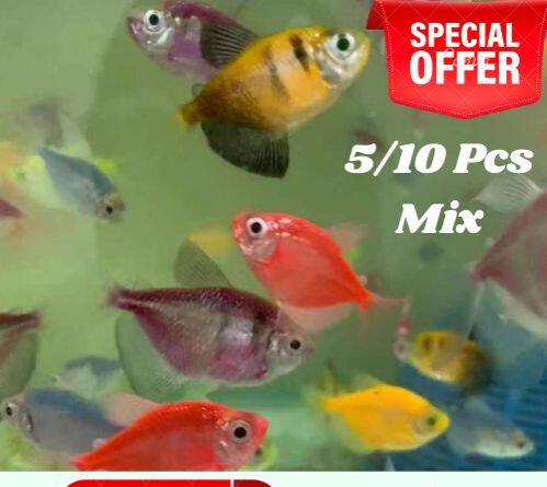 9lo fish Tetra Ikan Hiasan Life Fish Aquarium | Lazada