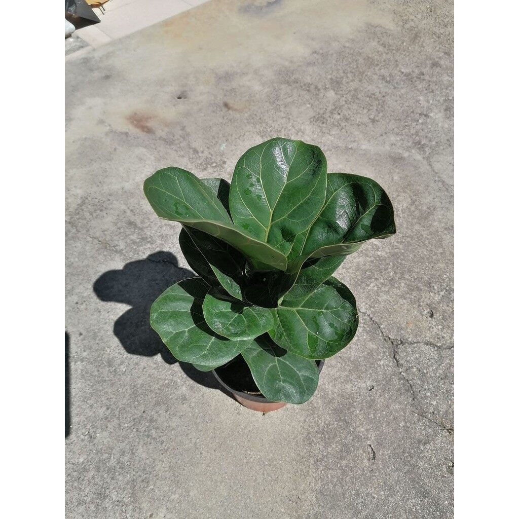 Ready Stock (Big & Small) "Ficus Lyrata" Fiddle Fig Indoor Plant plant ...