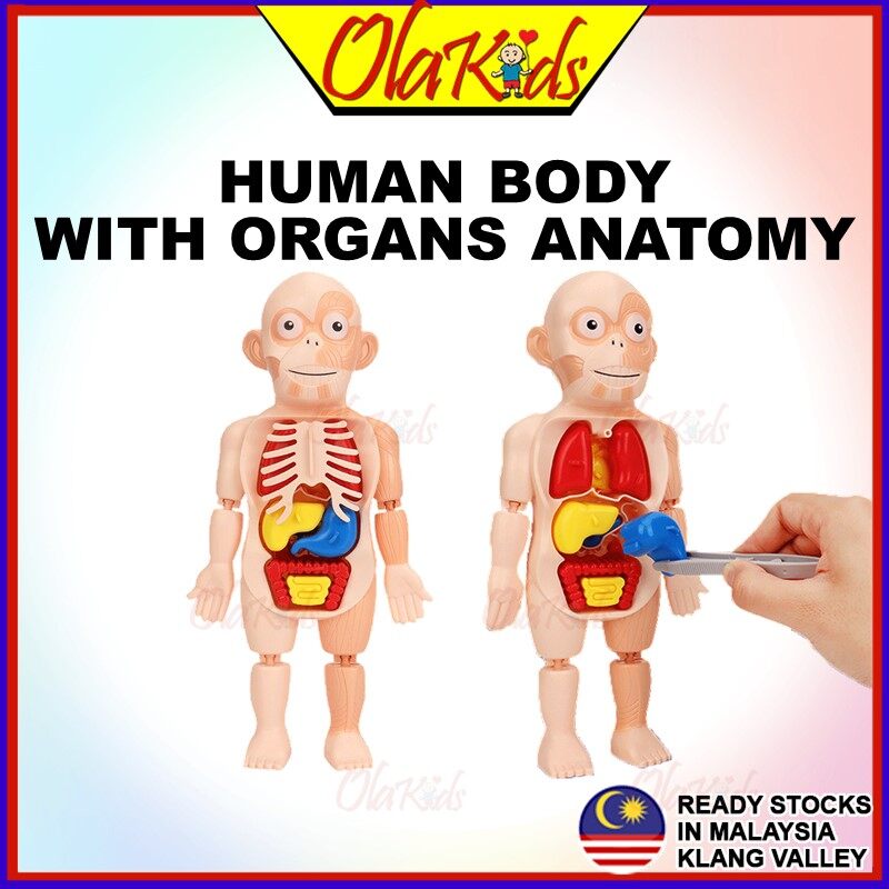 OLAKIDS Human Body With Organs Anatomy Learning Toy Preschool ...