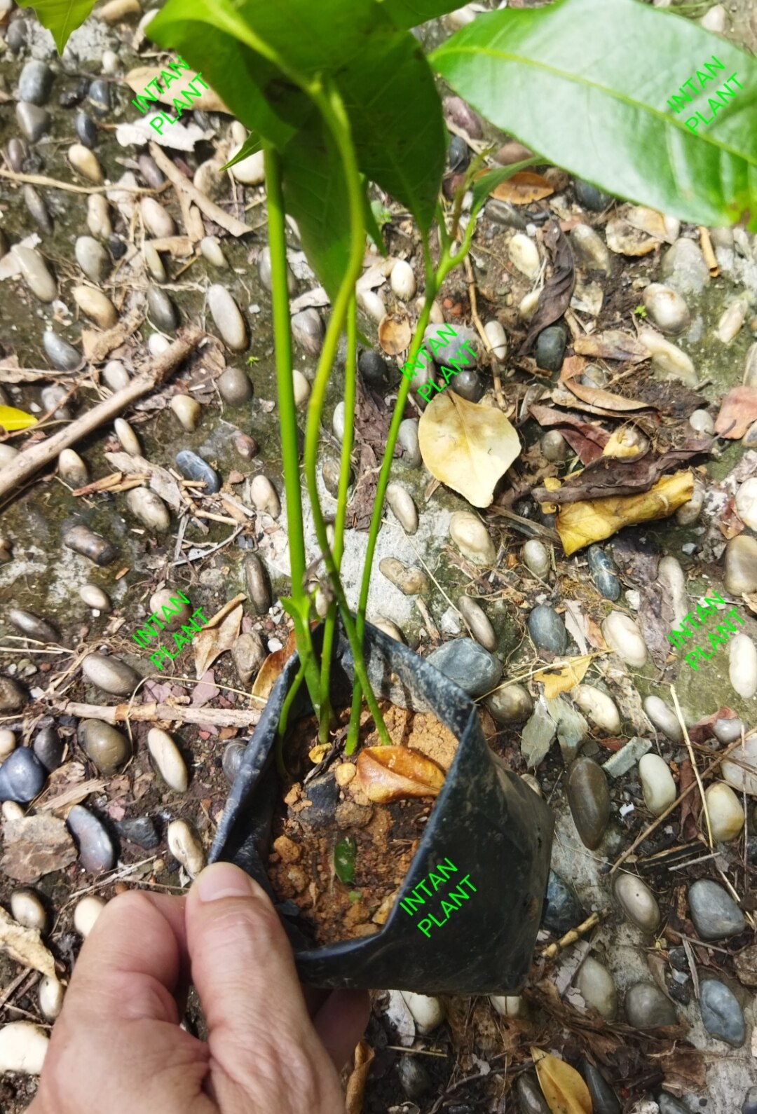 ANAK POKOK MANGGA SEDAP RASA MACAM KUININ SENANG DITANAM CEPAT BERBUAH ...