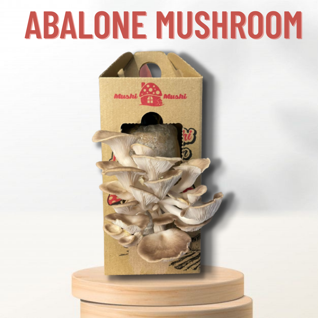 [READY STOCK] Mushi Mushi Mushroom Box Grow Kit / DIY Mushroom ...