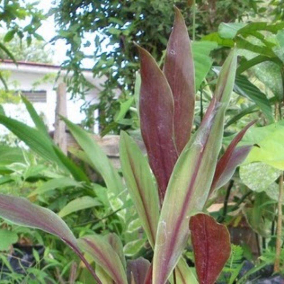 Pokok kunyit merah | Lazada