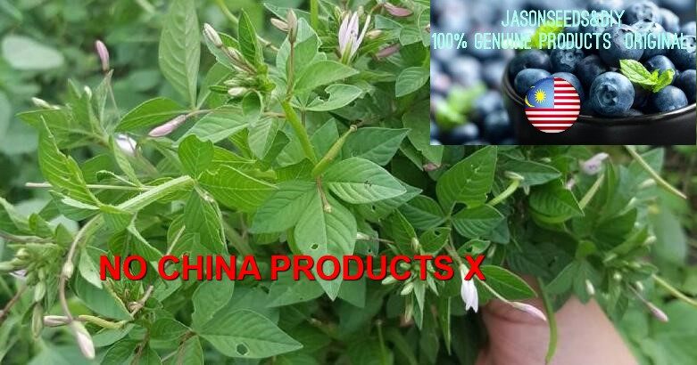 Seeds BIJI BENIH SAYUR MAMAN HERBS | Lazada