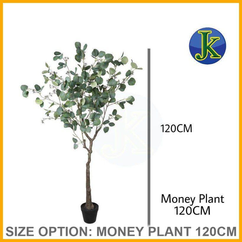 Pokok Yucca/ Pokok Pisang/ Pokok Skybird/ Pokok Eucalyptus Premium ...