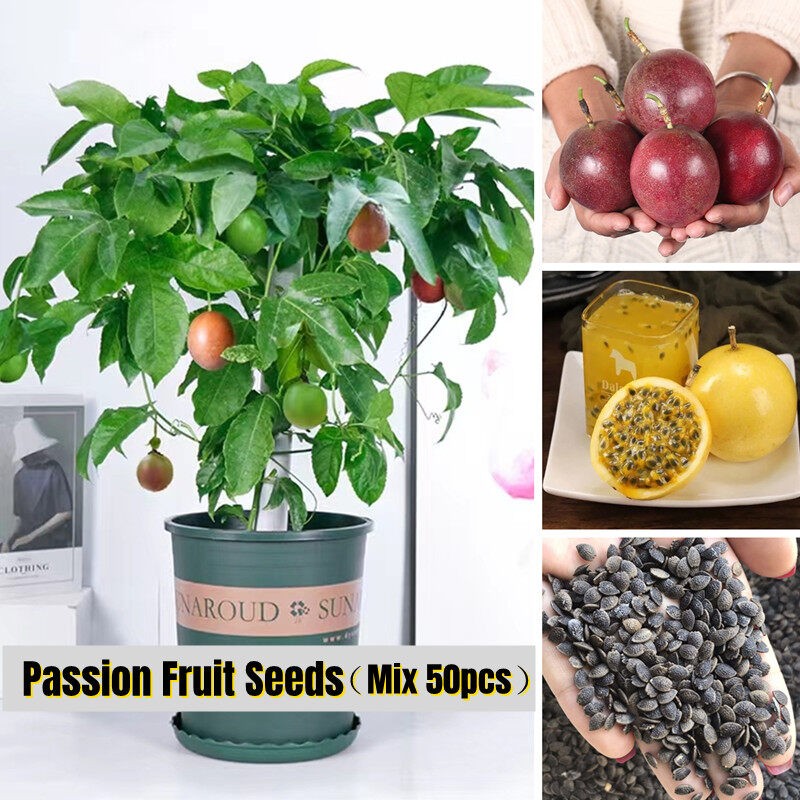 Sweet Juicy Passion Fruit Seeds for Sale (50pcs Seeds for Planting ...