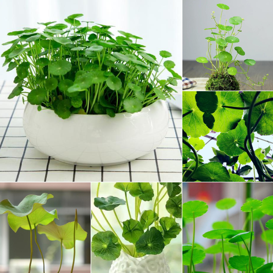 Ready Stock 100% Original Copper Grass Seeds(50 Seeds)mayana Varieties ...