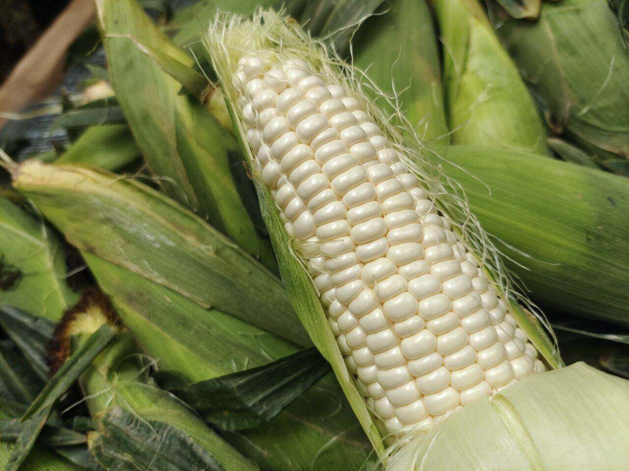 AGRO HIGHLANDS MART Set Jagung Susu White Corn Jagung 100% Tanah ...