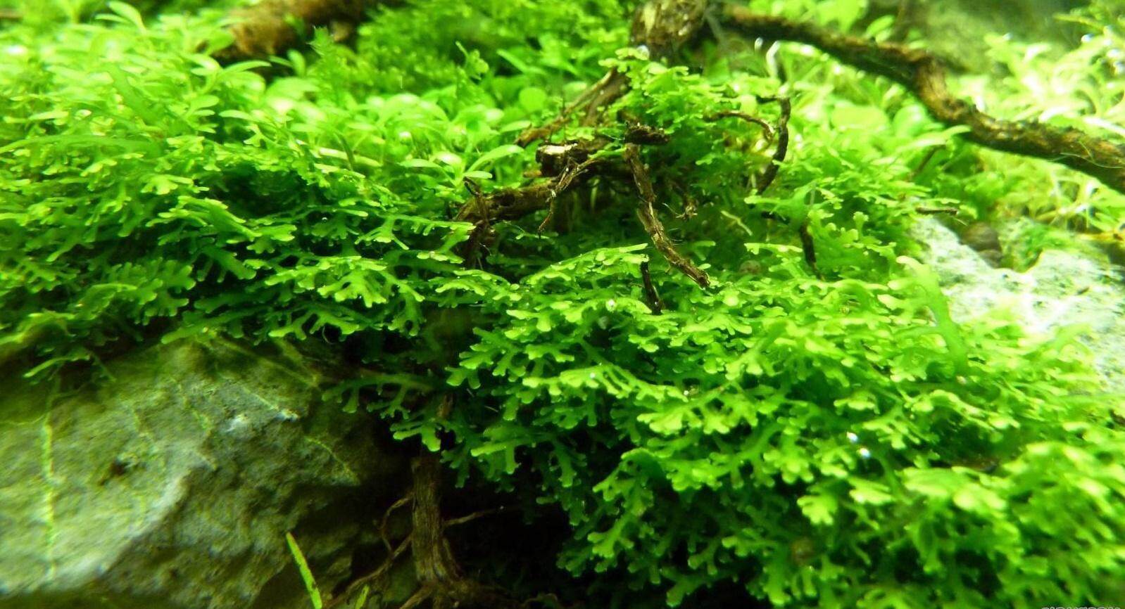 Pelia Moss 10*10cm Box | Lazada