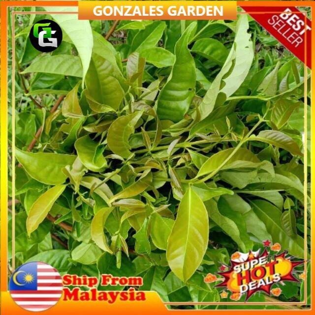Anak Pokok Serai Kayu Pokok Daun Salam Pokok Ulam | Lazada